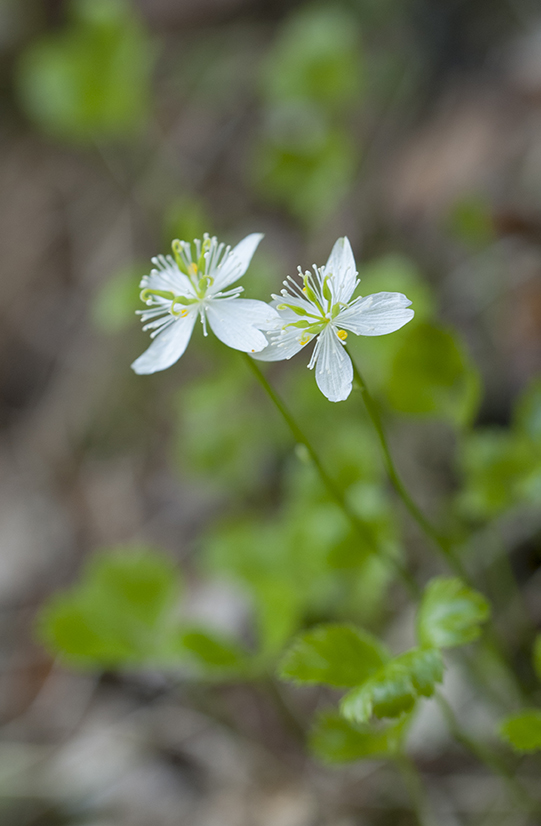 Goldthread_6546%4072.jpg – University of Minnesota Press Blog